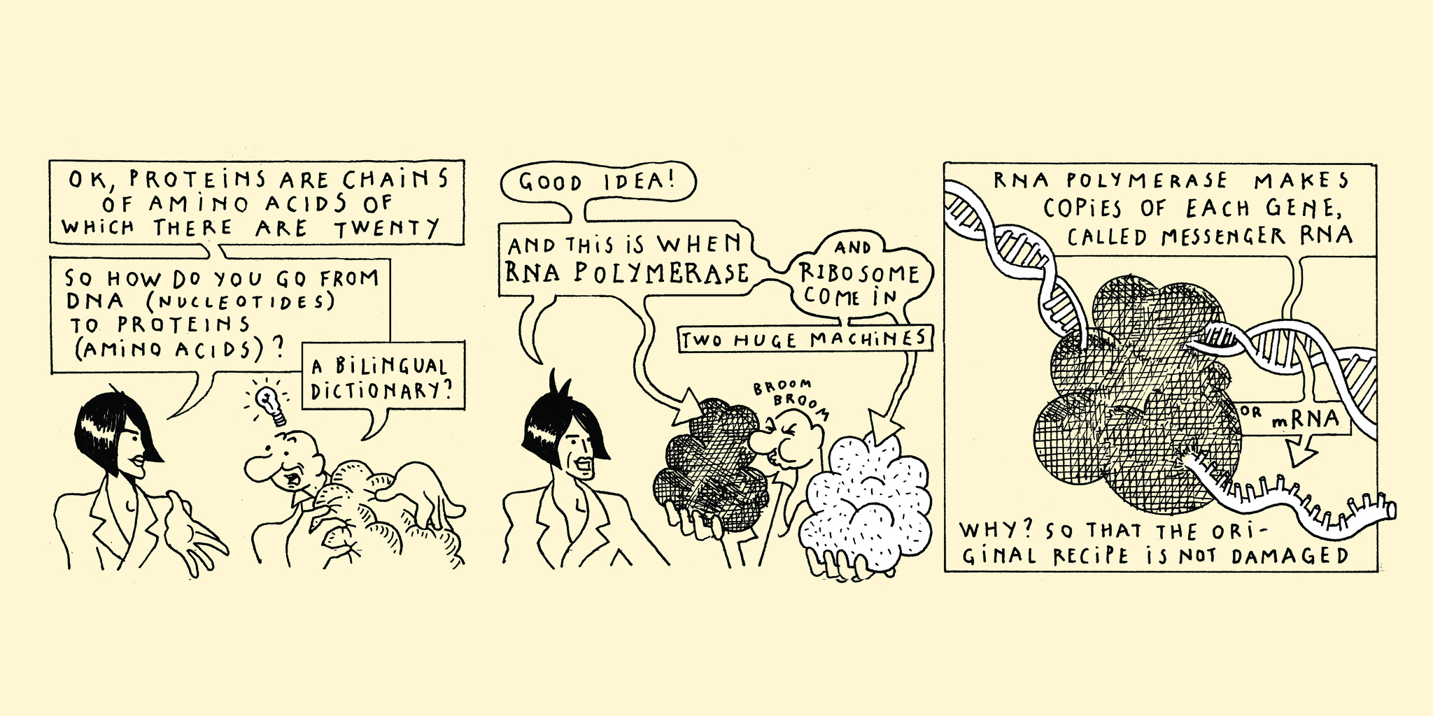 What's a protein ? Comic Strip | Issue 000 of Protein Spotlight