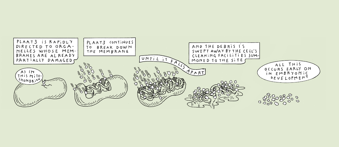 the makings of transparency Comic Strip | Issue 241 of Protein Spotlight